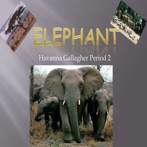 Animal powerpoint | PPTX