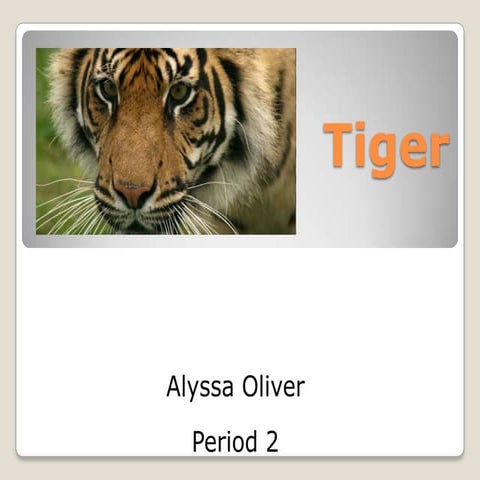 Tiger powerpoint | PPTX