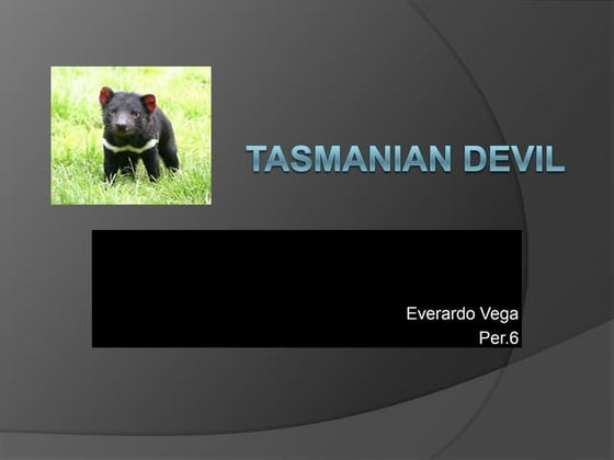 Tasmanian devil power point | PPTX | Zoos & Aquariums | Attractions