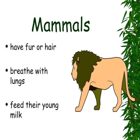Animal powerpoint | PPT