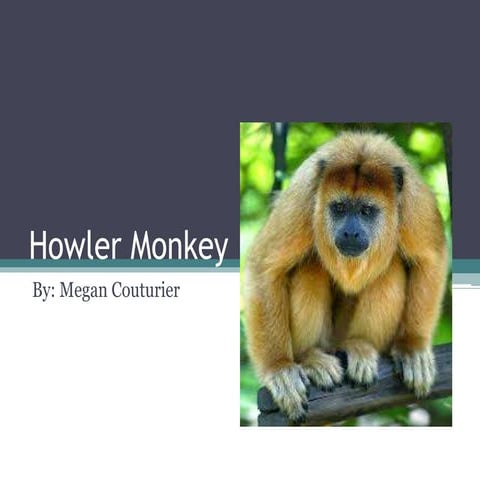Howler Monkeys | PPTX