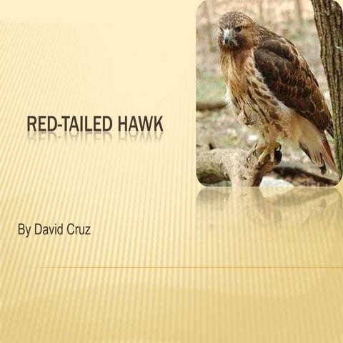 Animal presentation | PPT