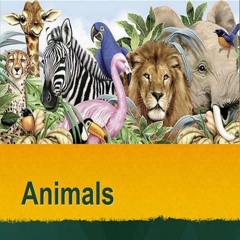 Animal presentation | PPT