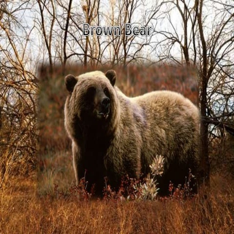 Animal presentation | PPTX