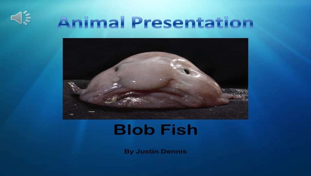 Blobfish Facts Wikipedia