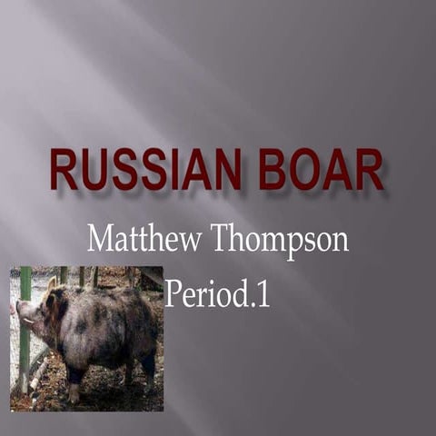 The wild boar presentation | PPTX