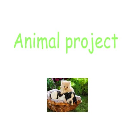 Animal project | PPT