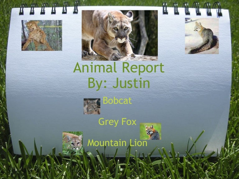 Animal Report