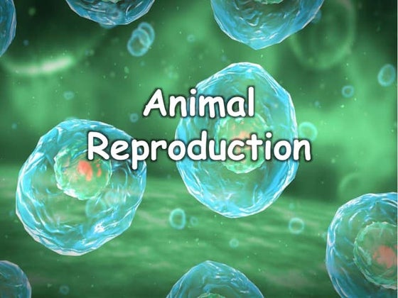 Animal Reproduction | PPT