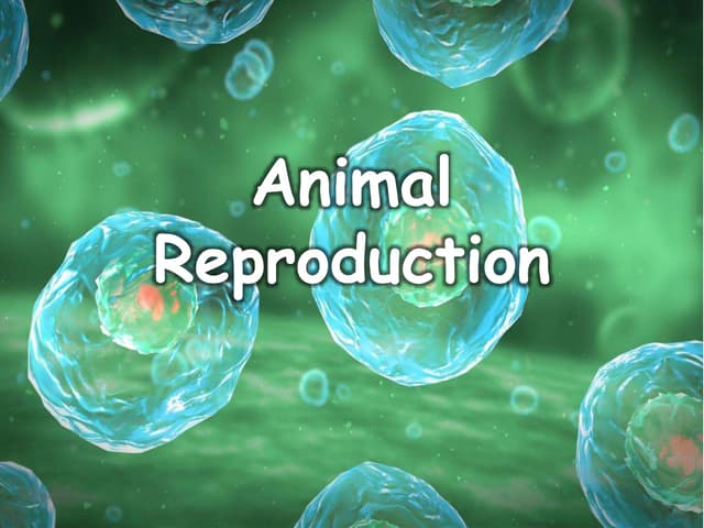 Sexual Reproduction in Animals | PPTX