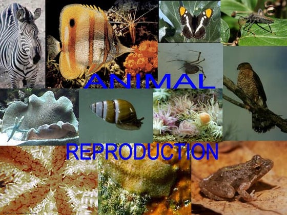Animal Reproduction | PPT | Infertility | Reproductive Health