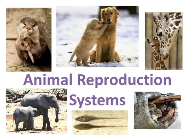 Sexual Reproduction in Animals | PPTX