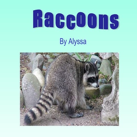 Raccoons by Alyssa | PPT