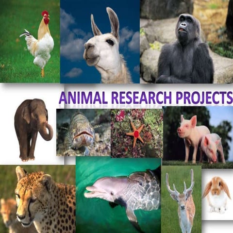 Animal research project | PPTX | Geography | Science