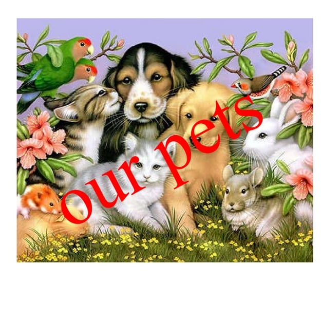 OUR PETS | PPT