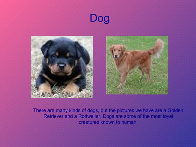 5KL Golden Eagle | PDF | Birds | Pets