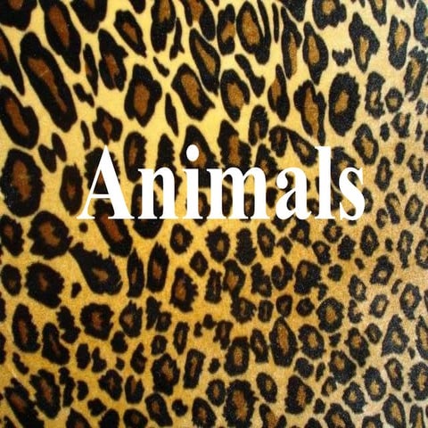 Animals | PPT