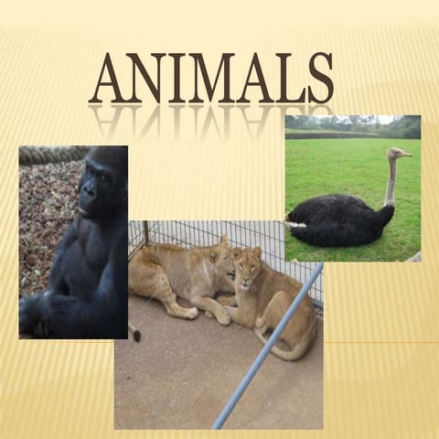 Animals | PPTX