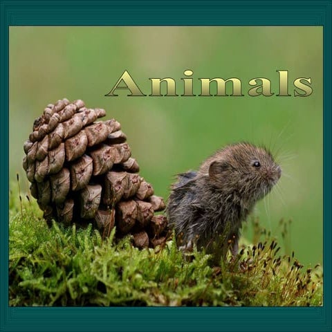 Animals | PPT