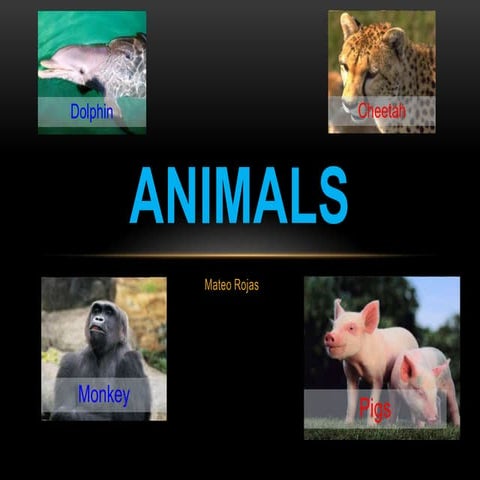 Animals ! | PPT
