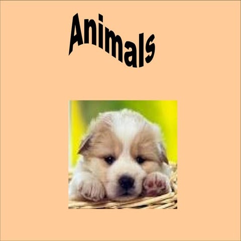 Animals | PPT
