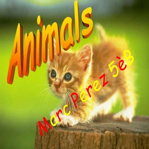 Animals | PPSX