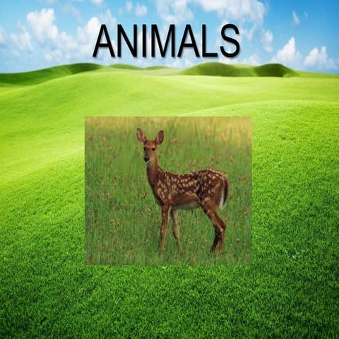 Animals | PPTX | Large Animals | Pets