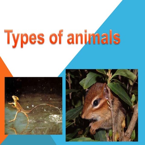Mammals, birds, fish and amphibians (ScienceandEnglish.com) | PPT