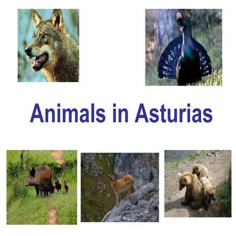 Animals | PPT