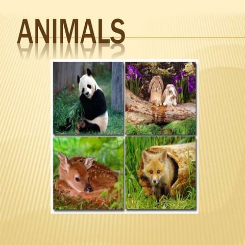 Animals | PPTX