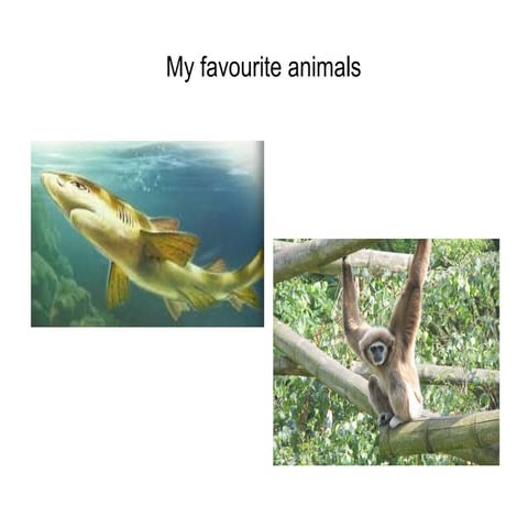 My favourite animal. | PPT