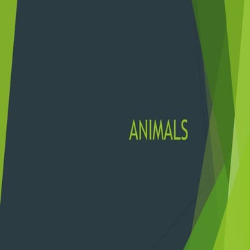 Animals | PPTX