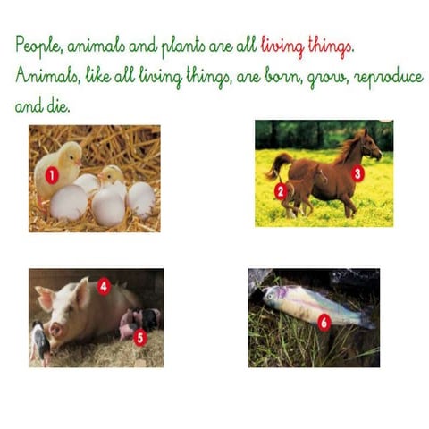 Animals | PPT