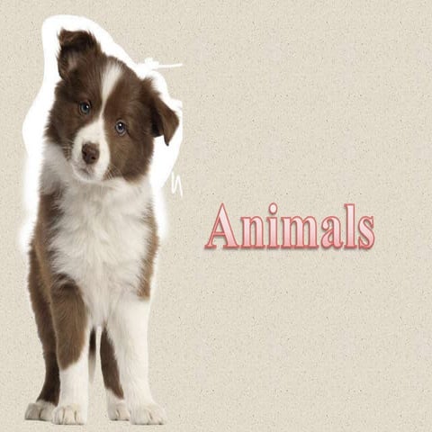 Animals | PPTX