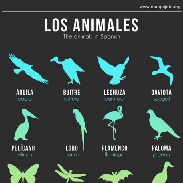 Animals - Learn Spanish | PDF