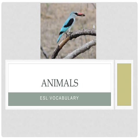 ESL Animal Vocabulary | PPTX | Large Animals | Pets