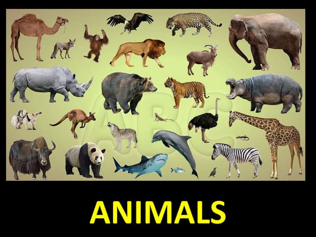 Vertebrates | PPT