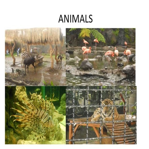 Describing animals | PDF