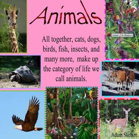 Animals | PPT
