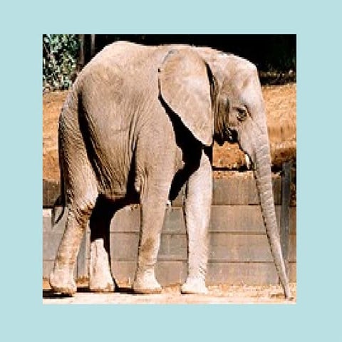 Animals Animals Everywhere | PPT