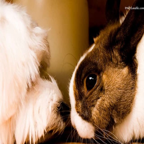 Animals (catherine) | PPS