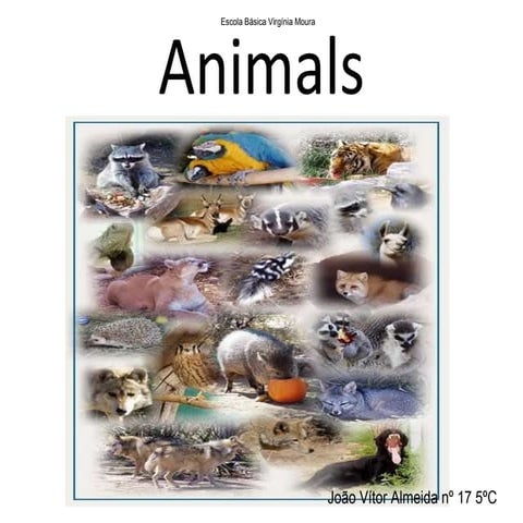 Animals | PPT