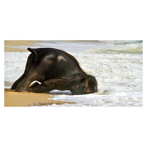 Baby Elephant | PDF | Zoos & Aquariums | Attractions
