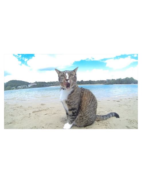 Romantic Penguins | PDF