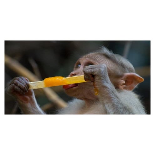 Popsicle Monkey | PDF
