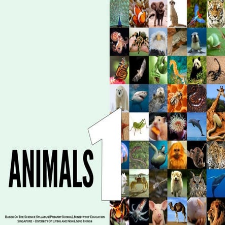 Animals part 1 | PPT