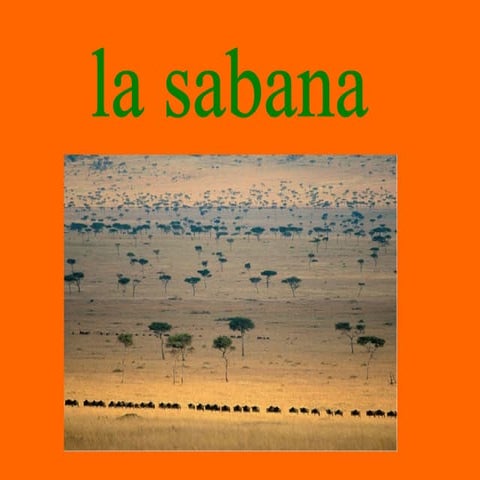 animals sabana | PPT
