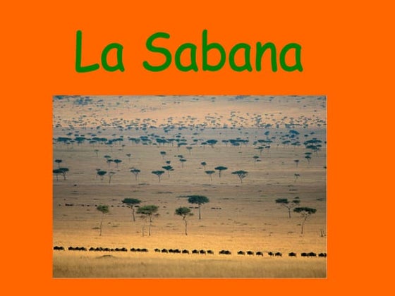animals sabana | PPT