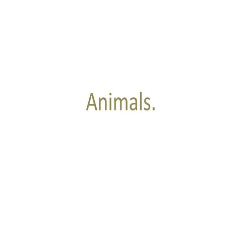 Animals20 | PPTX