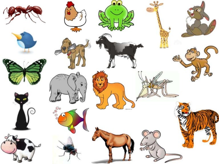 Animals 24 sept 2012